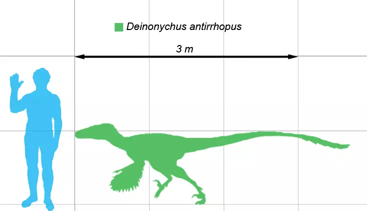 Deinonychus ທຽບກັບຜູ້ໃຫຍ່