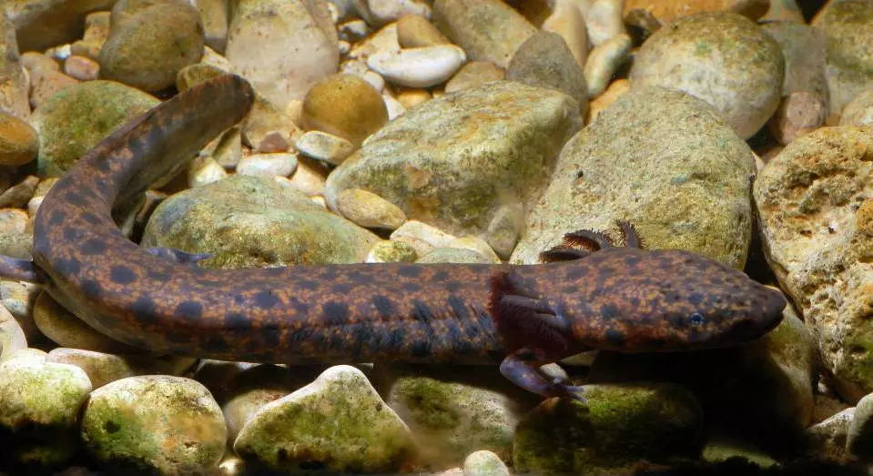 Coastal Proteus (Necturus beyeri).