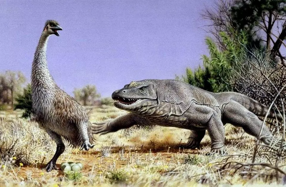 Një hardhucë ​​e lashtë monitoruese (ah, këto kafshë janë në të njëjtën moshë me dinosaurët!) Sulmoi një diatrim të ulur në një fole