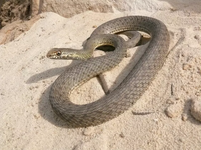 Gušter zmija (Malpolon monspessulanus)
