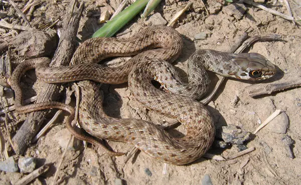 Reproducción de una serpiente lagarto