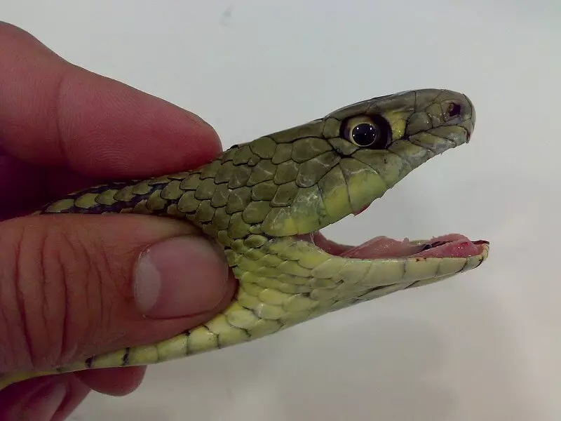 Alimentación de la serpiente lagarto