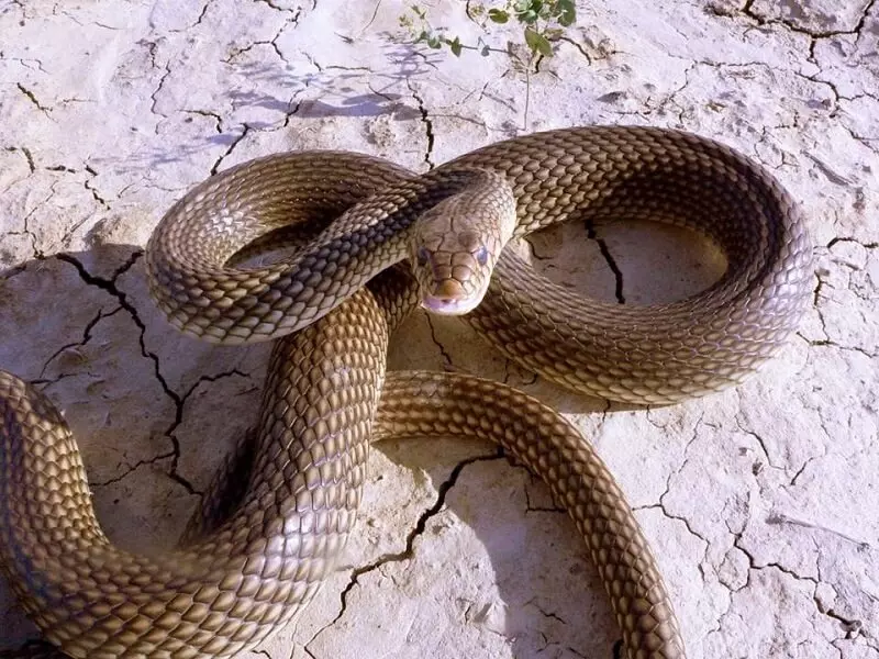 A gyík kígyó védelmi állapota