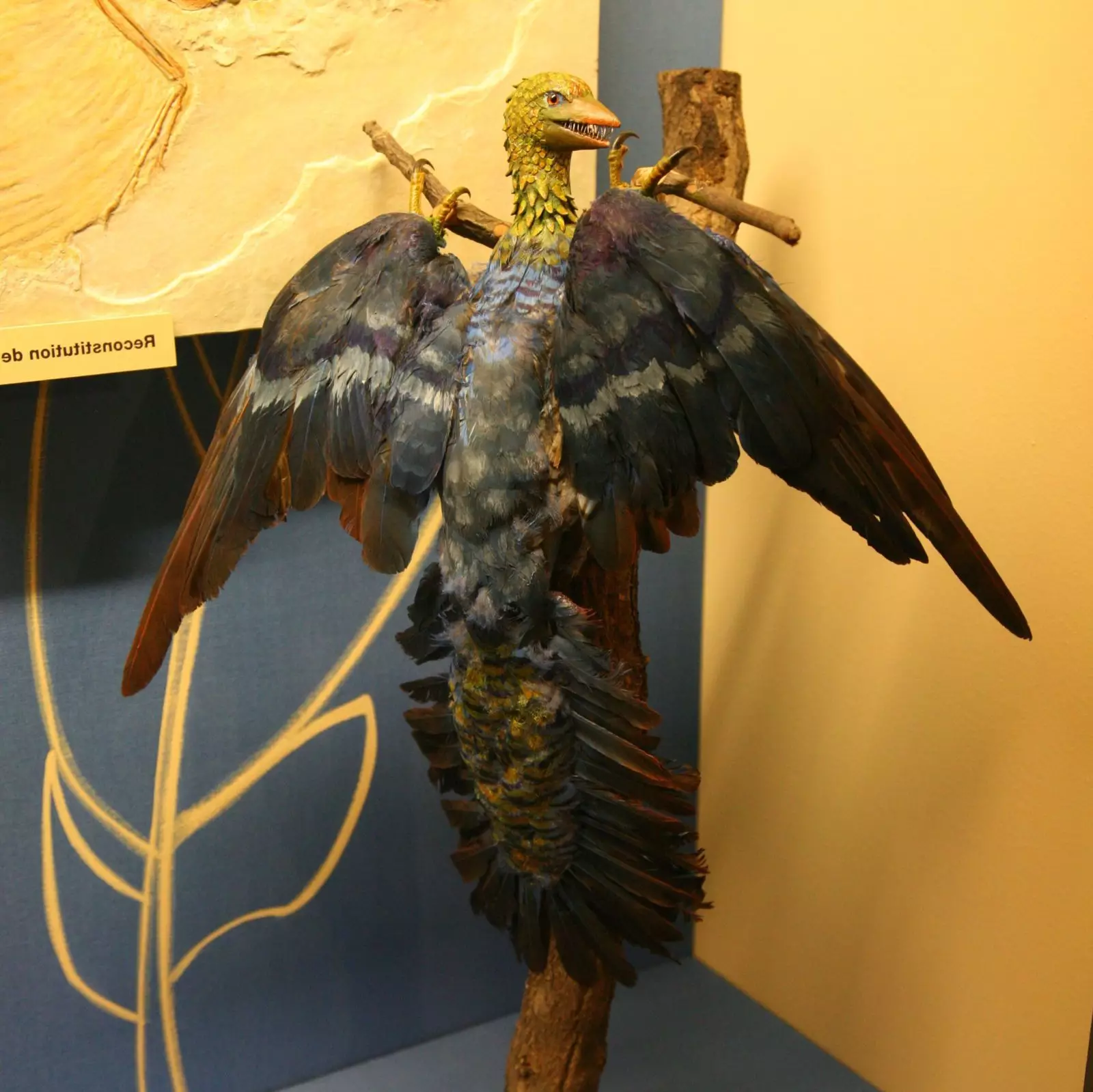 Archaeopteryx mit Vogelmerkmalen