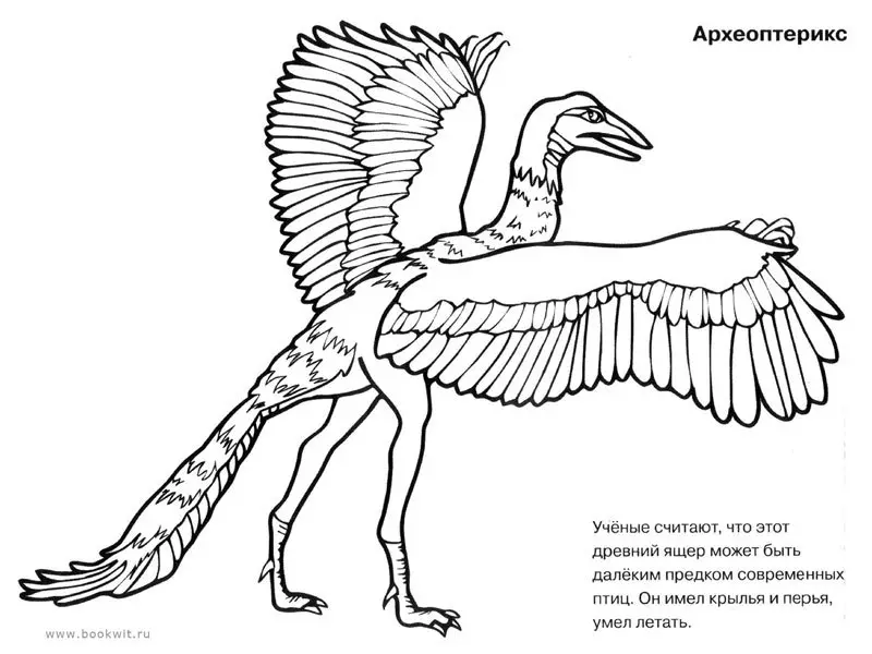 Archeopteryx قۇرۇلمىسى