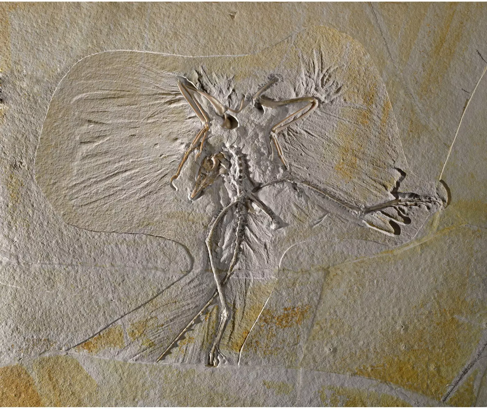 Archaeopteryx Fossil