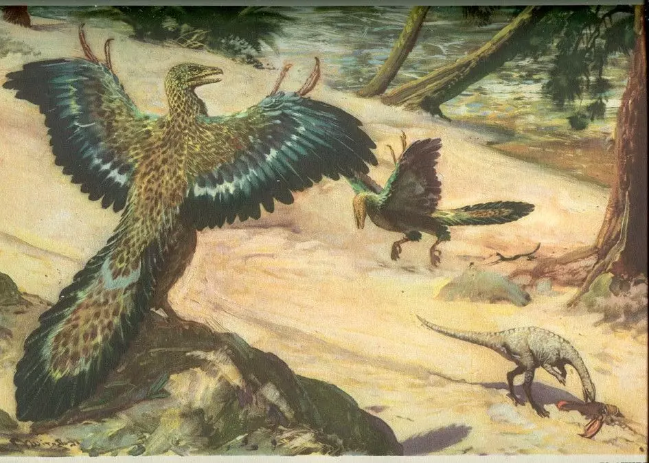 Archaeopteryx führte einen semi-terrestrischen Lebensstil