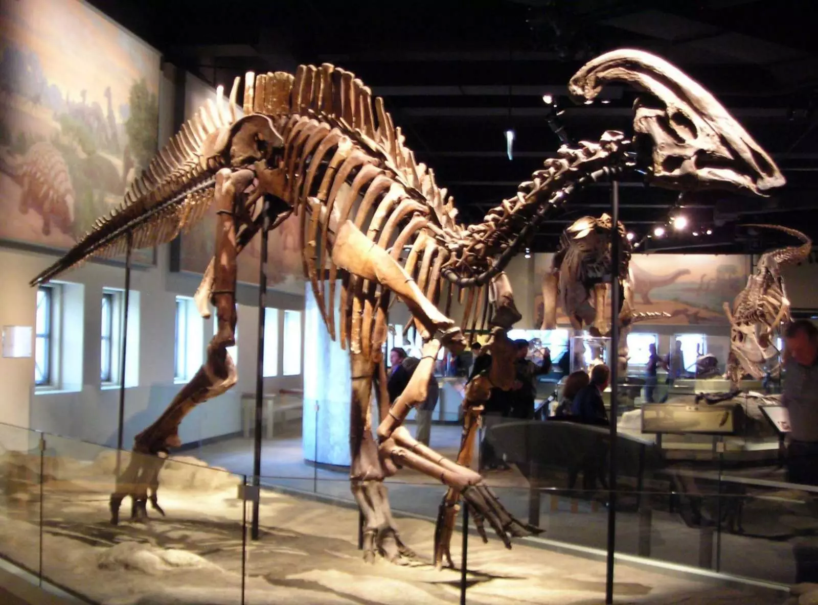 Säilitatud Hadrosauruse luustik