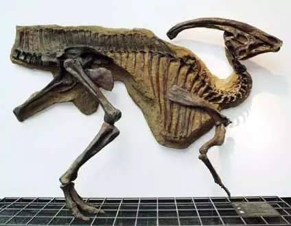 Fosili teladi hadrosaurusa