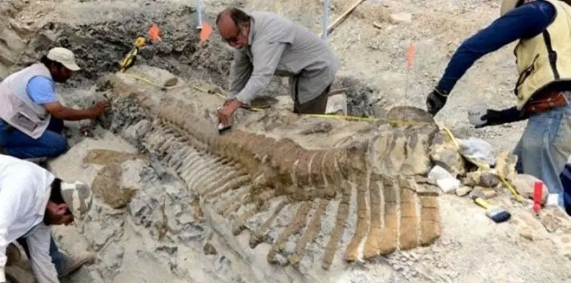 Tai yra hadrosauro uodegos liekanos. Dabar galite įsivaizduoti, koks jis buvo didžiulis!