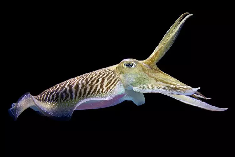 Common cuttlefish (Sepia officinalis)