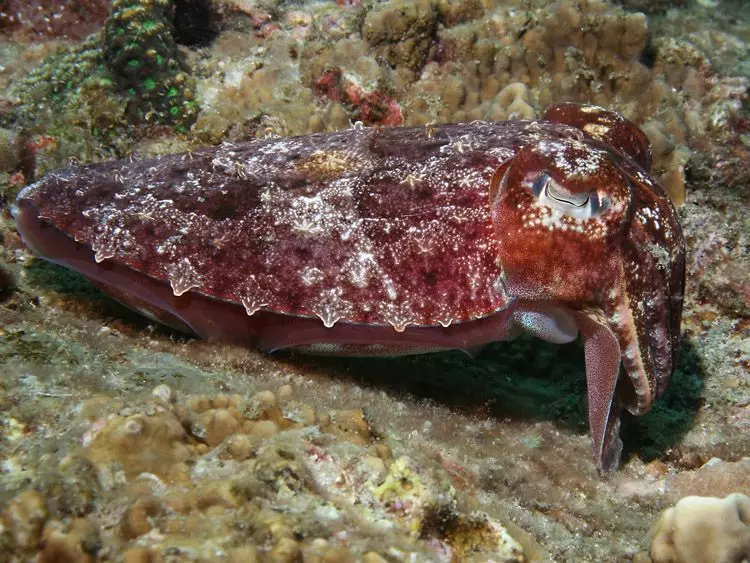 Cuttlefish lega-pakarang, atanapi sepia angkatan lega (Sepia latimanus) - spésiés panggedena sato ieu