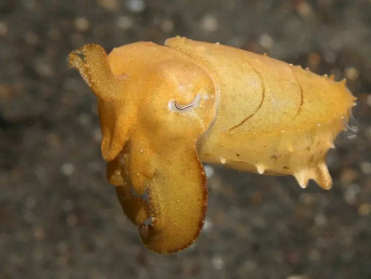 Wide-armed cuttlefish discolored to orange