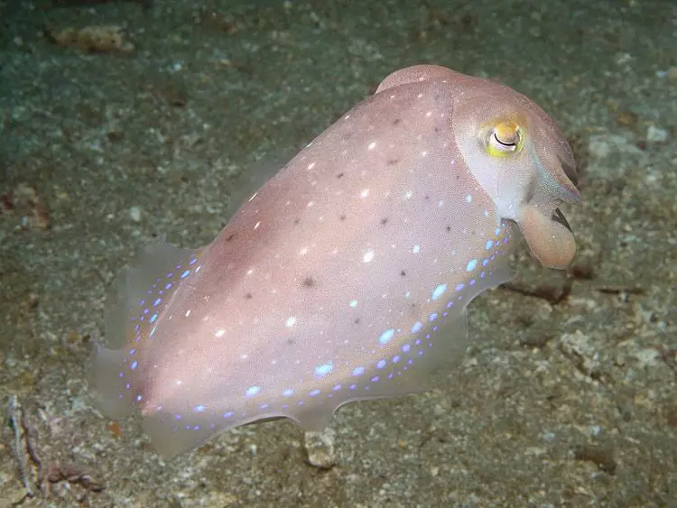 Denna bläckfisk tog inte bara på sig en mjuk rosa outfit, utan också täckt med blå lysande fläckar.