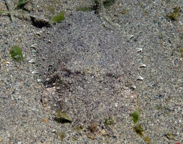 Blæksprutte camoufleret i bunden med sand