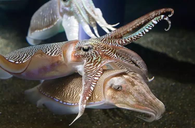 Ib tug txiv neej cuttlefish strokes tus poj niam nrog lub tsev pheeb suab thaum sib tham tom tsev sib tham hauv Georgia Aquarium (USA)