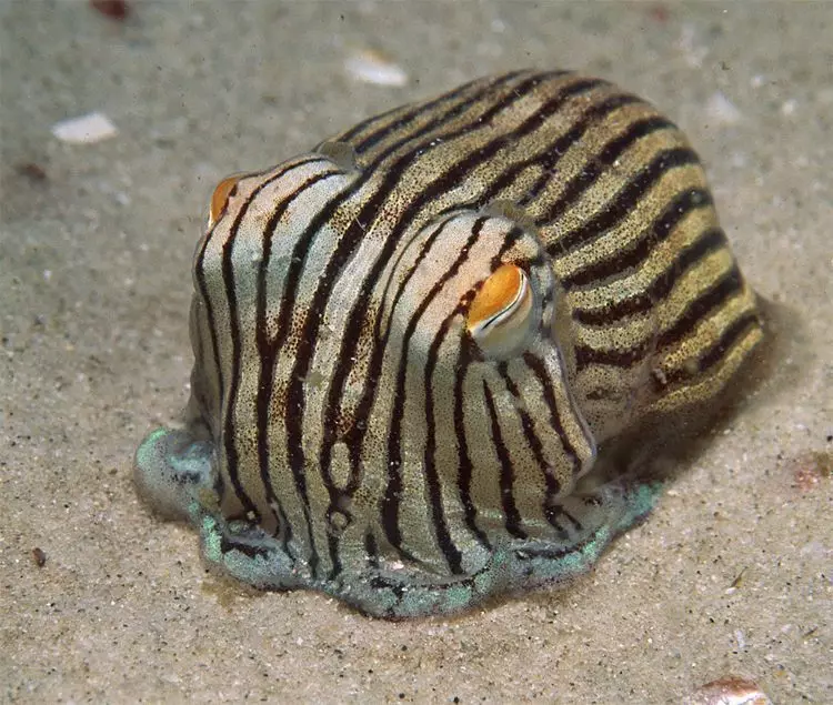 The striped cuttlefish (Sepioloidea lineolata) is another deadly species. It lives in the waters of Australia, for its specific color in English it is also called pajamas