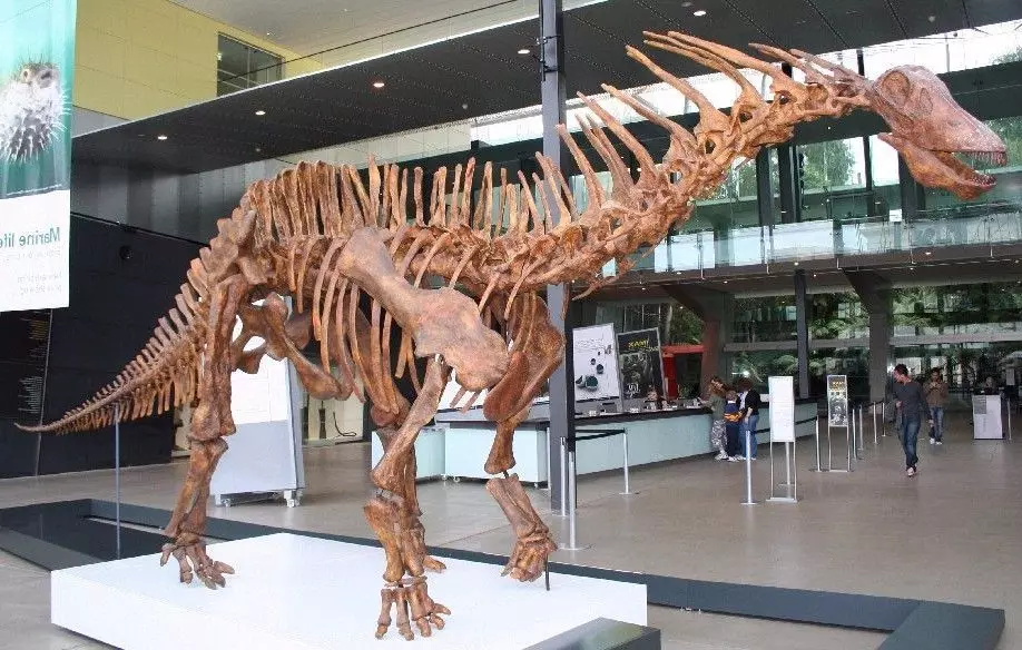 Esqueleto conservado de un Amargasaurus. Mirándolo, puedes imaginar lo pequeño que era el cerebro de este animal.