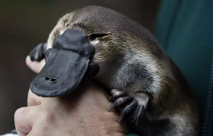 Platypus (Ornithorhynchus anatinus)