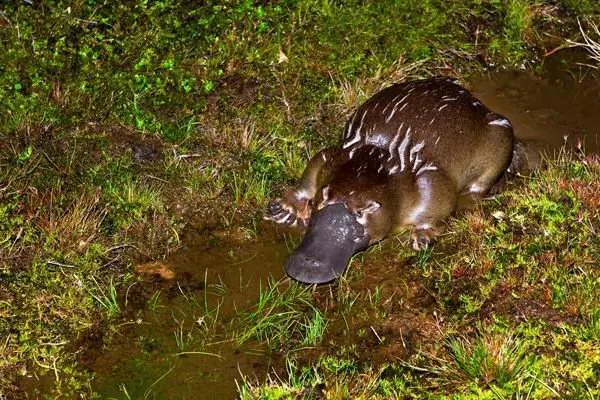 Eo am-pandehanana dia mitazona ny tongony eo amin'ny lafin'ny vatana ny platypus, fa tsy ambanin'ny vatana toy ny biby mampinono mahazatra - izany no mihetsika ny mandady.