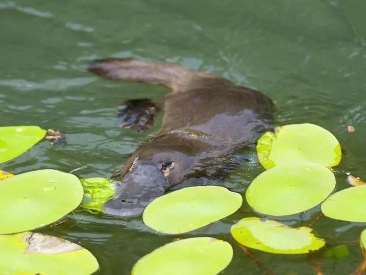 ຫອຍ platypus