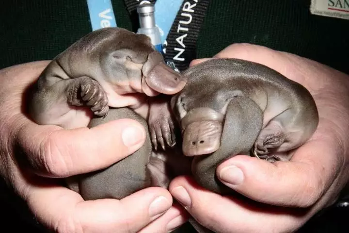 Platypus cubs