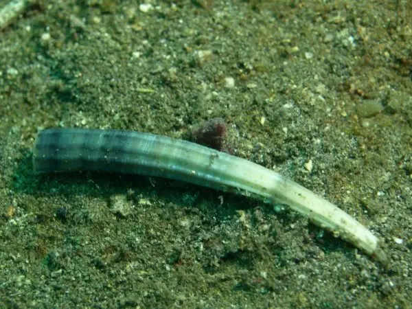 Coquille de palourde à un grossissement de 20x