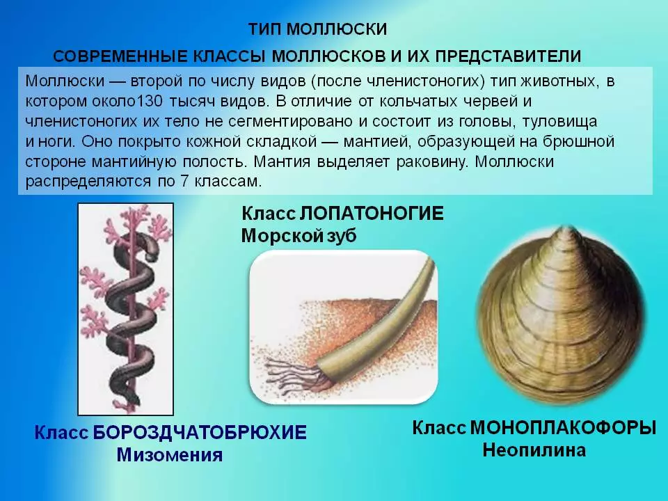 Molluscs को वर्गीकरण