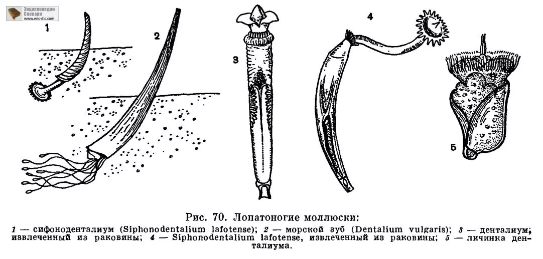 Mollusc tongotra tongotra