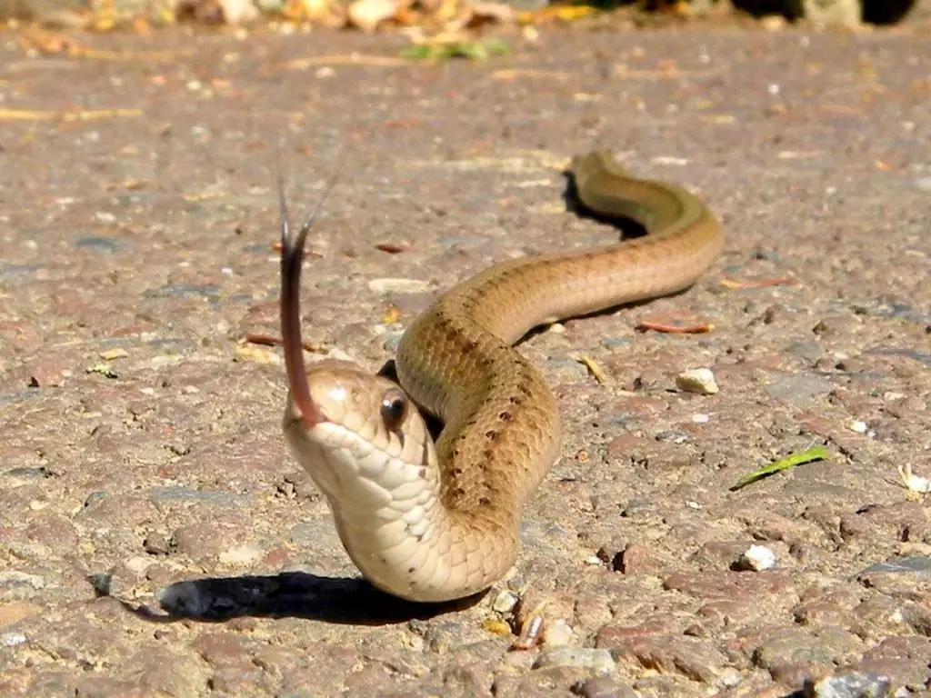 Cobra de Dekea (Storeria dekayi)