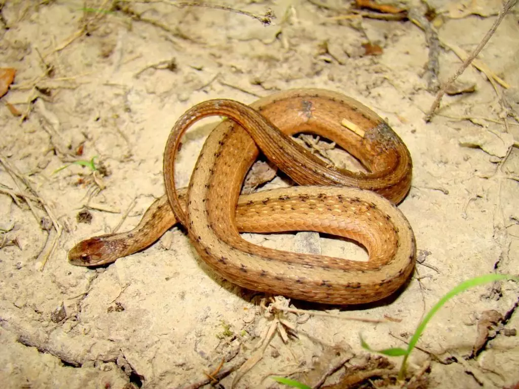 Serpent de Dekea (Storeria dekayi)