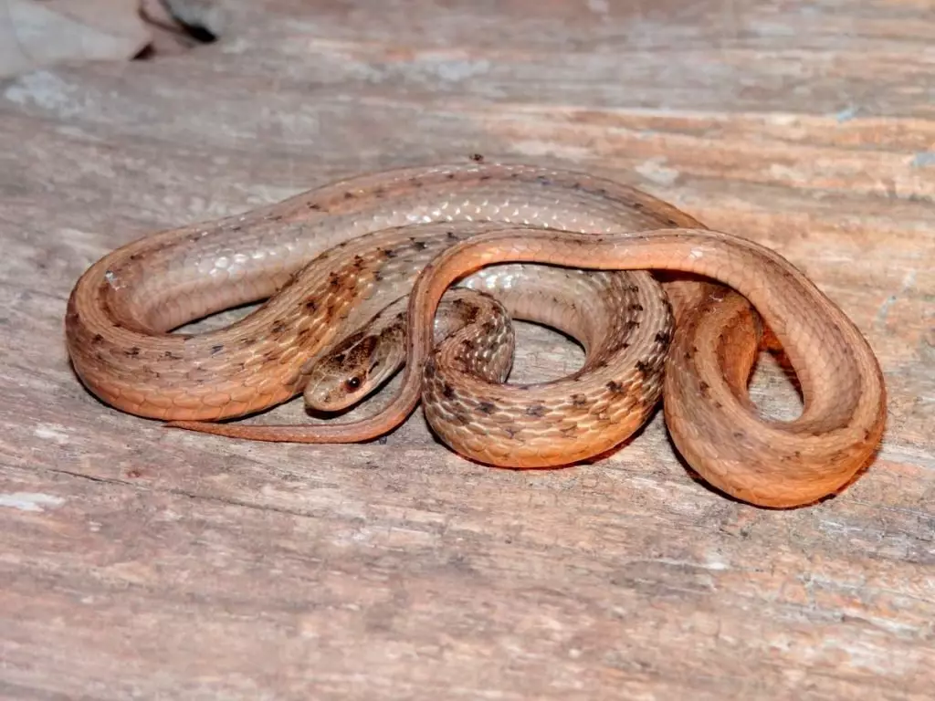 Dekeas orm (Storeria dekayi)