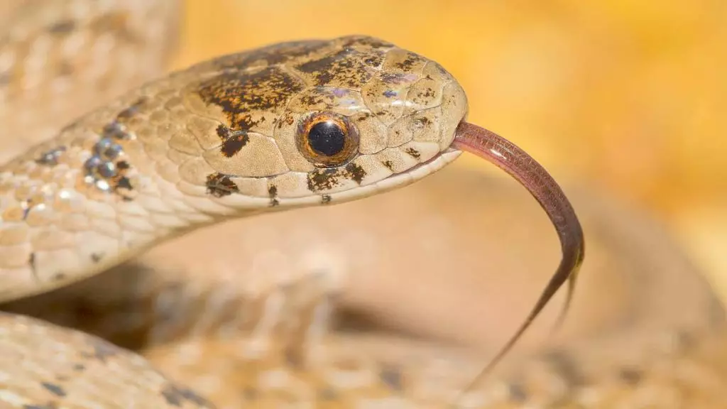 Dekeas slange (Storeria dekayi)