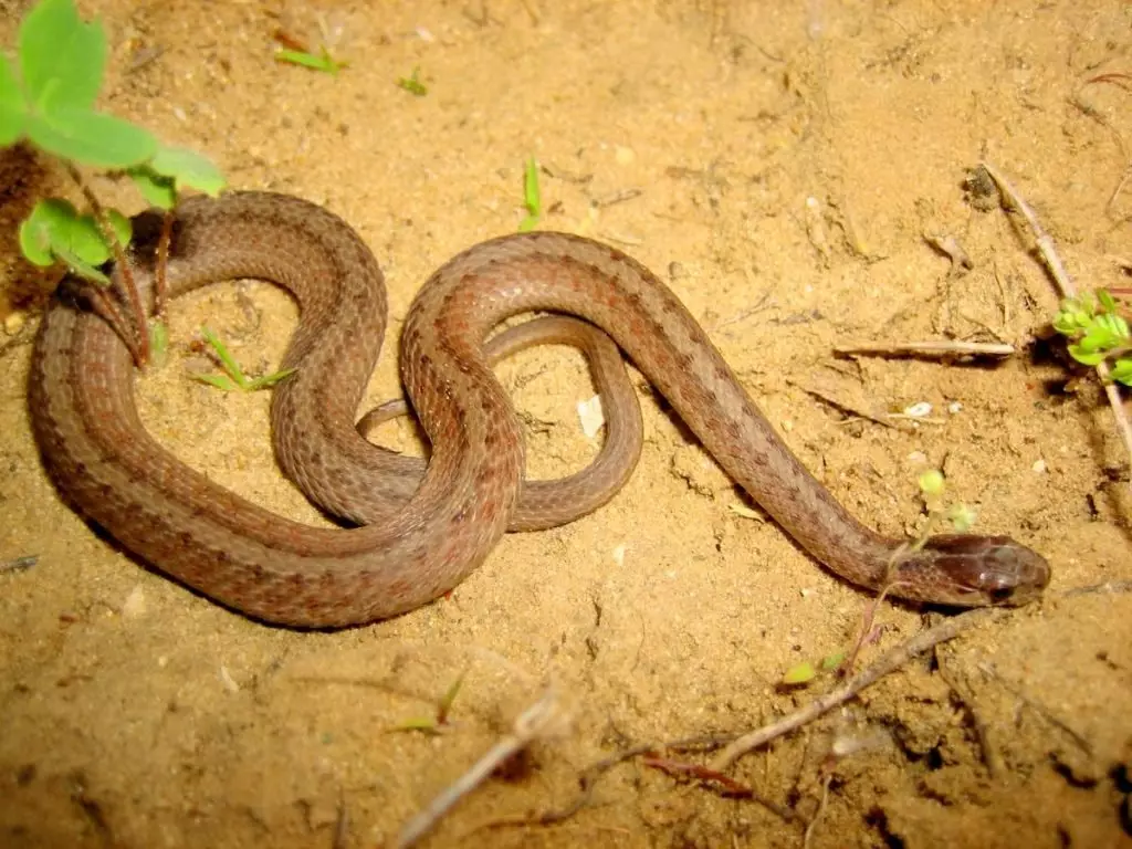 Serpent de Dekea (Storeria dekayi)