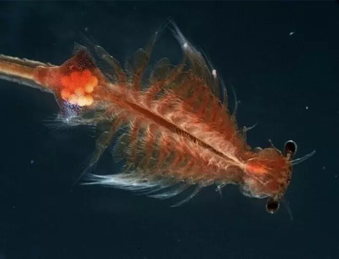 I-Artemia, i-gill-footed crustacean