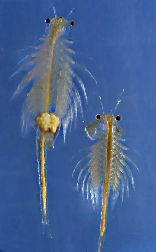 The female Artemia is larger. In addition, a clutch with eggs in the body of the crustacean is noticeable.