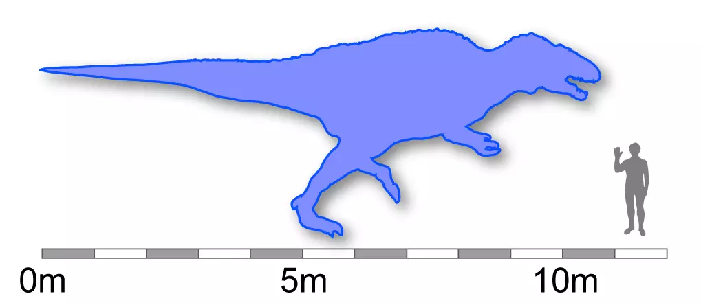 Acrocantosaurus i gcoinne duine fásta