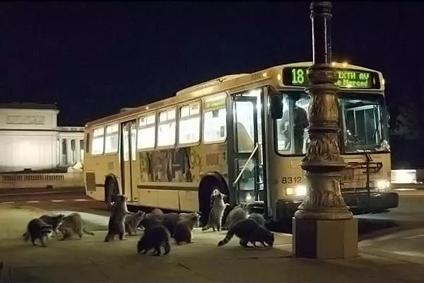 Rakuni lutaju noćnim ulicama San Franciska u potrazi za nečim za jelo