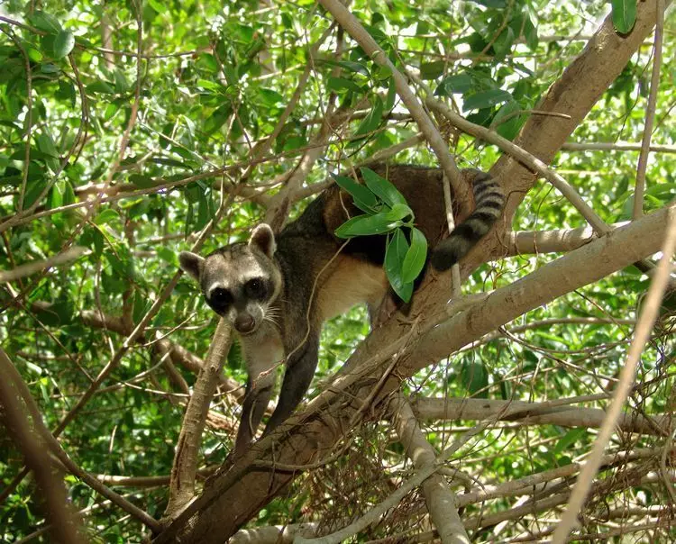 Rakun (Procyon cancrivorus)