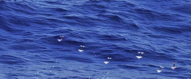 Flying Bartram calmar (Ommastrephes bartramii) sur les tentacules et les ailes déployées glissent sur les vagues