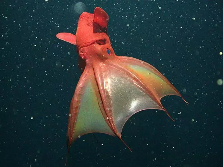 Le calamar vampire infernal (Vampyroteuthis infrnalis) atteint une longueur de seulement 37 cm et n'a rien de démoniaque dans son apparence