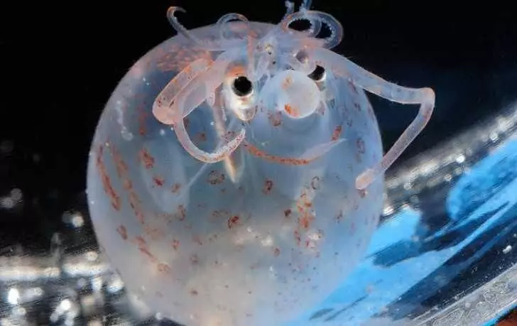 Le calamar nain (Helicocranchia pfefferi) tire son nom de son corps en forme de tonneau et de sa minuscule