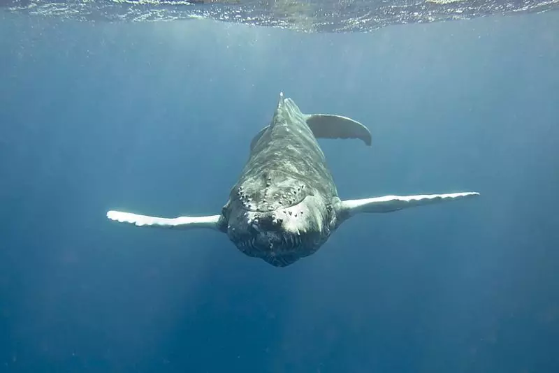 Nangumi, kapena humpback whale (Megaptera novaeangliae)