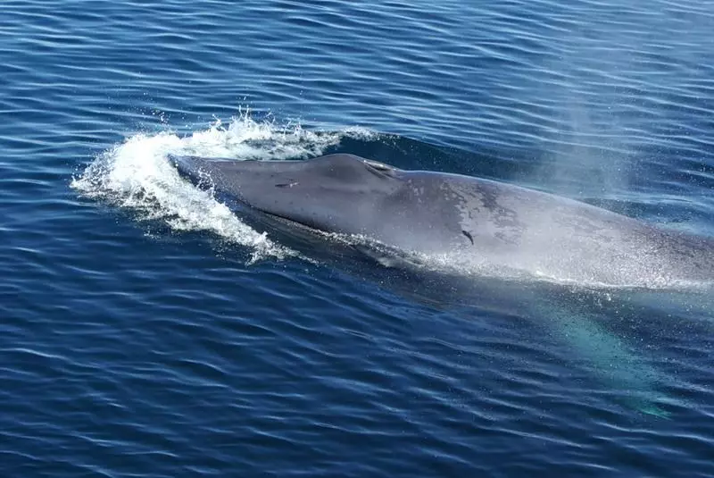 Mėlynojo banginio jauniklis (Balaenoptera musculus)