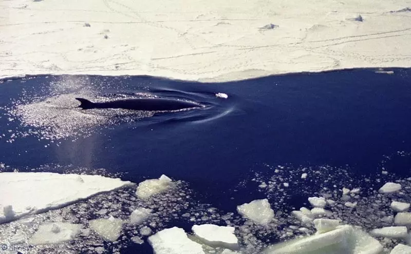 Minke whale a cikin kankara Antarctic