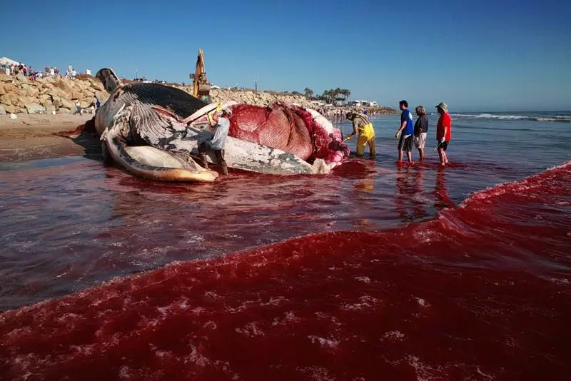 Slaktkroppen av en strandad blåval slaktas för vidare vetenskaplig forskning.