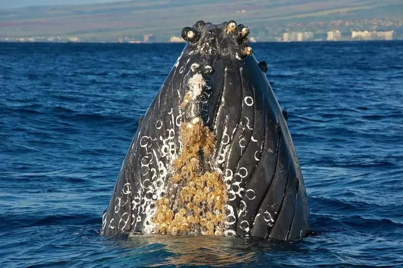 Il-geddum ta 'balena humpback huwa mgħotti bi qxur ta' krustaċji parassiti