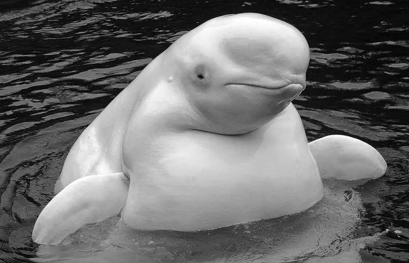 Namgumi wa Beluga (Delphinapterus leucas) amatchedwa ndi khungu lake loyera kwambiri