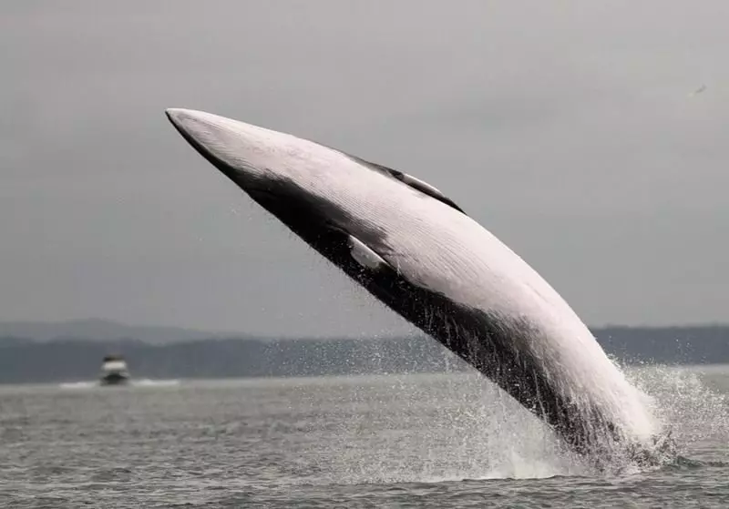 Banginis (Balaenoptera acutorostrata)