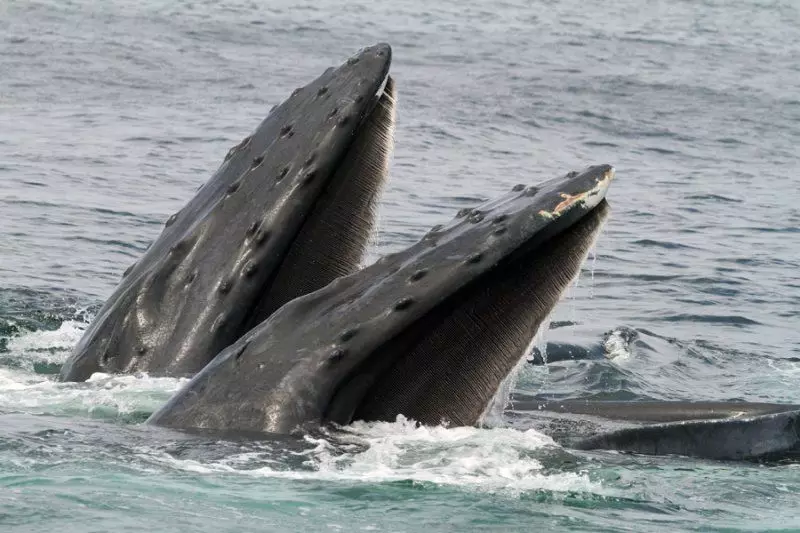 Namgumi wa humpback amakhala ngati chokwapula atatsegula pakamwa pake